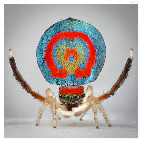 Maria Fernanda Cardoso: Spiders of Paradise – MARIA FERNANDA CARDOSO ARTIST