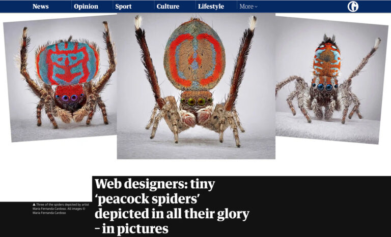 The Guardian – Web designers – MARIA FERNANDA CARDOSO ARTIST